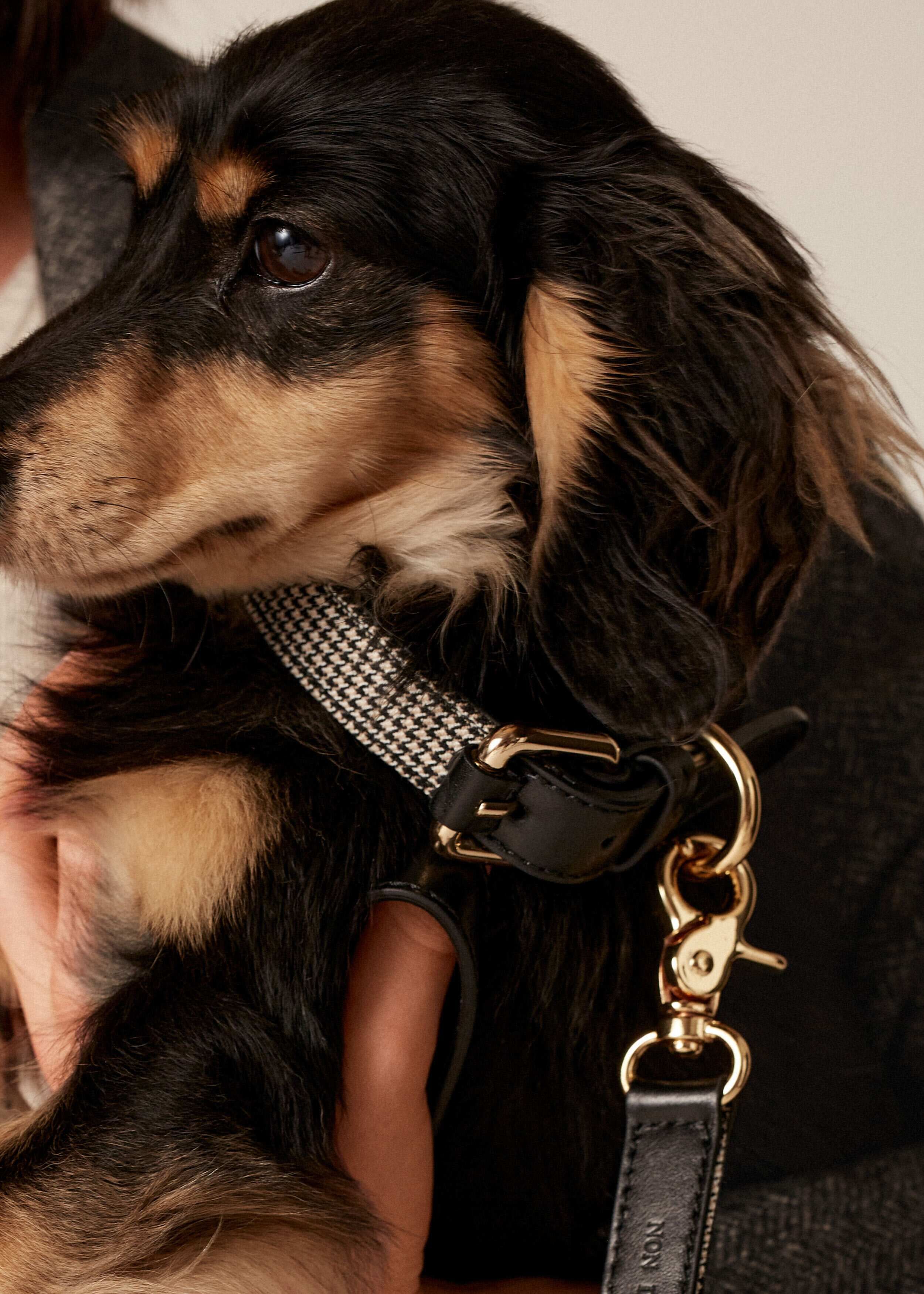 Cream/ Black/ Brown Puppy Tooth Dog Collar | Accessories | ME+EM